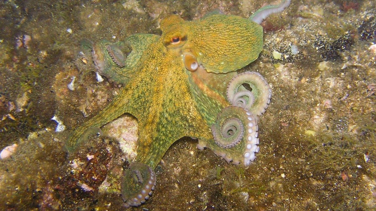 Petitions for Animals — Species Unite