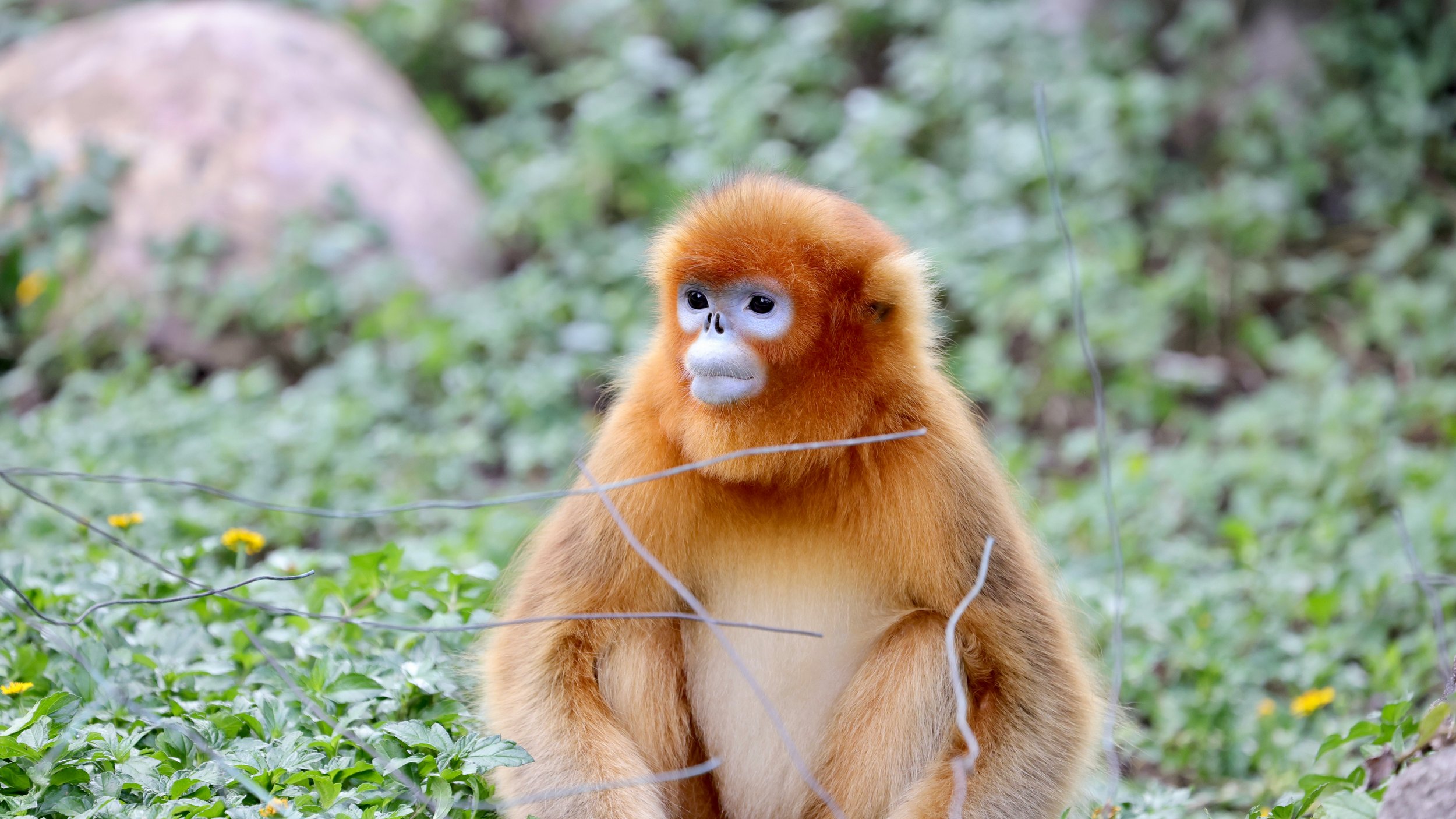 Petitions for Animals — Species Unite