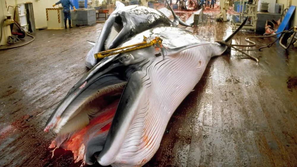 Commercial whaling continues in three countries, 40 years after ban ...