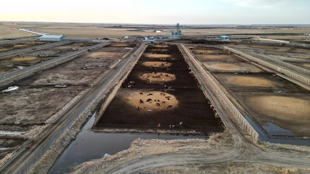 ‘Significant Victory’: Canada’s Largest Horse Slaughter Feedlot has ...