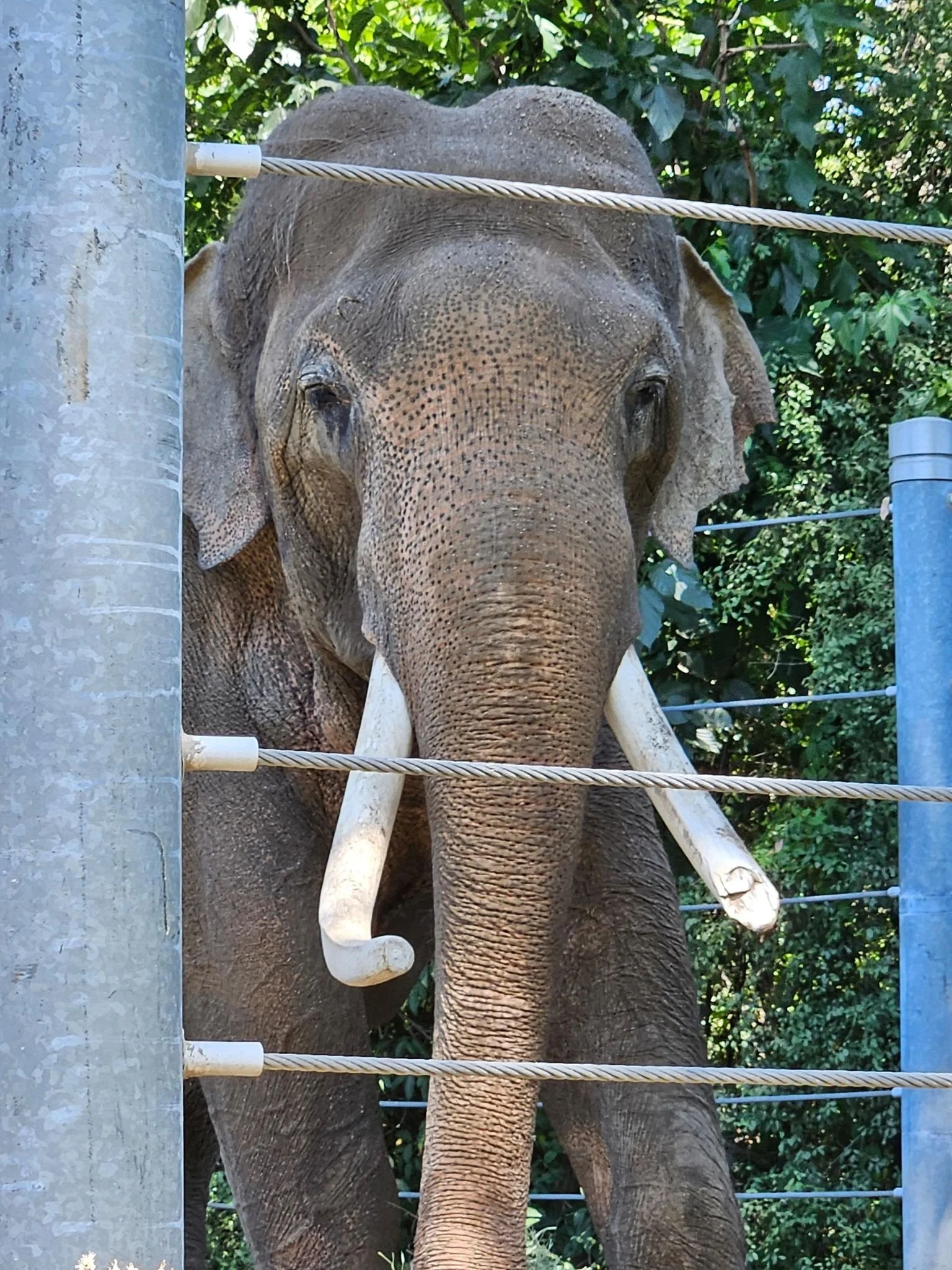 Los Angeles Zoo Tops List of Ten “Worst” US Zoos For Elephants ...