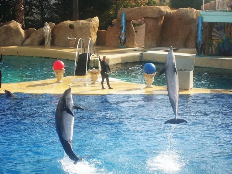 SeaWorld Opens Its First ‘Orca-Free’ Location - But Keeps Dolphins ...