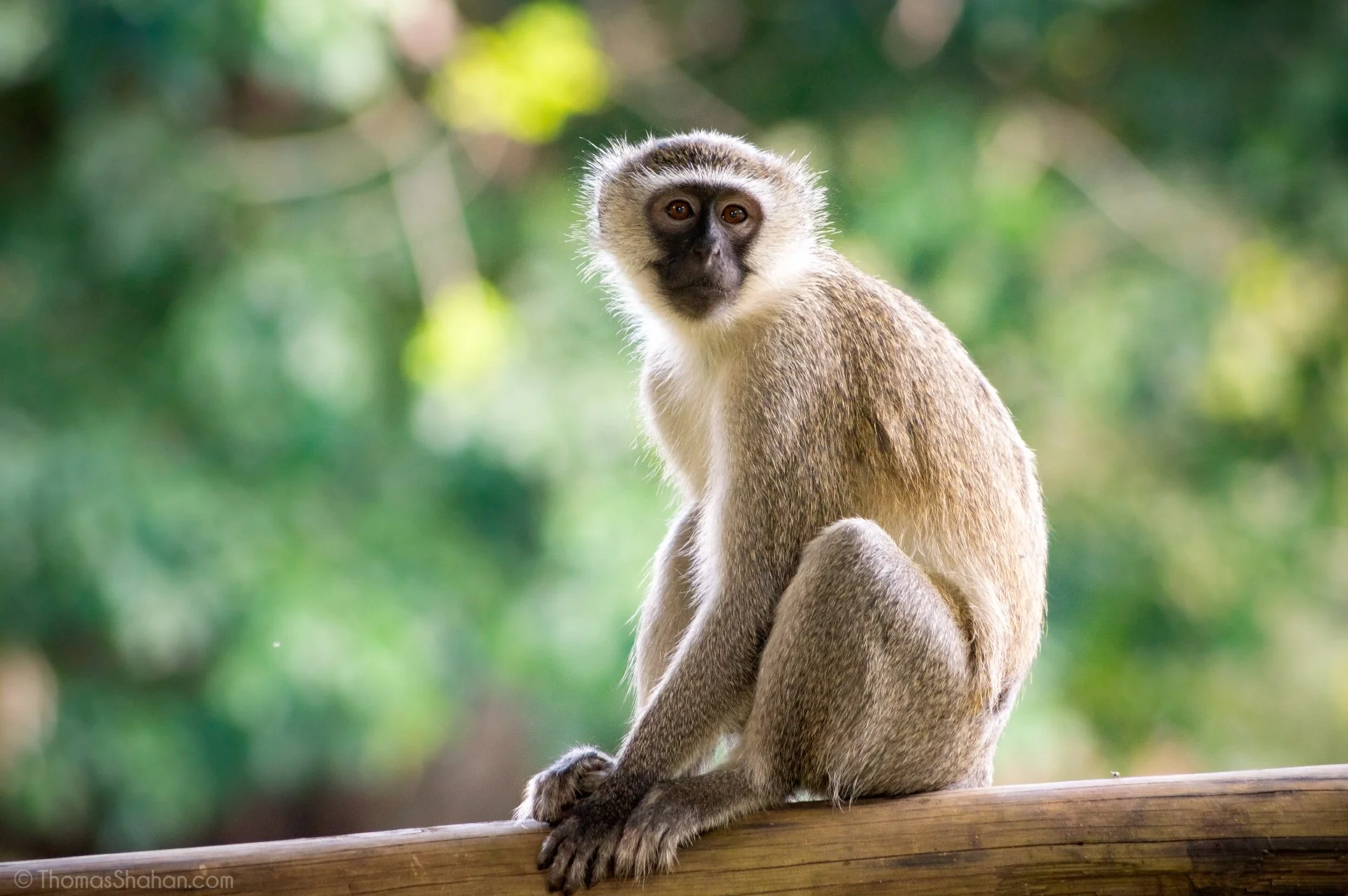 Vervet Monkey Animal