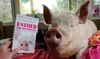 Esther the Wonder Pig Has Passed Away — Species Unite