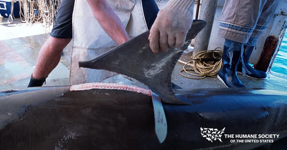 80 Million Sharks Killed Every Year Despite Finning Regulations, Study ...