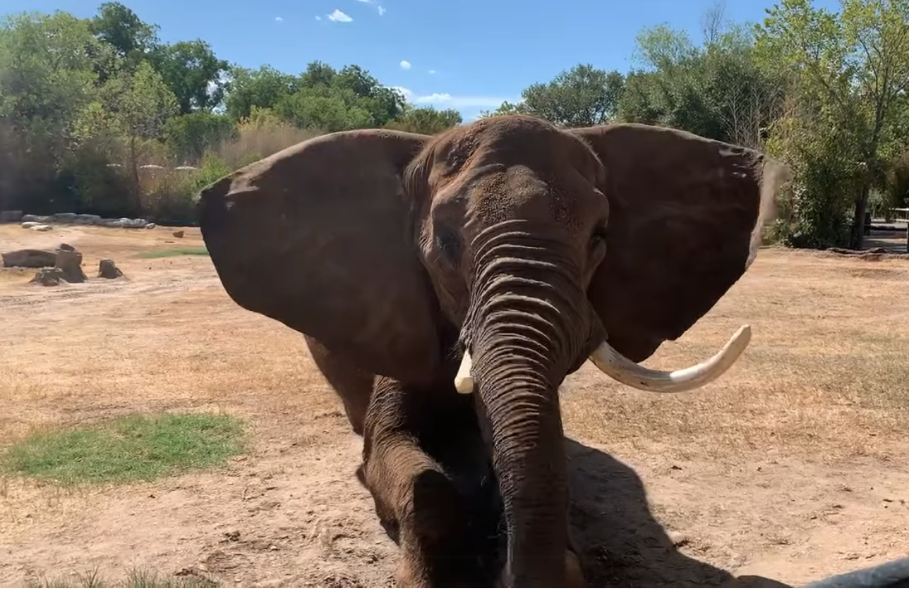 Heartbreaking News: Tembo Has Passed Away, Ending Her Lifetime of ...