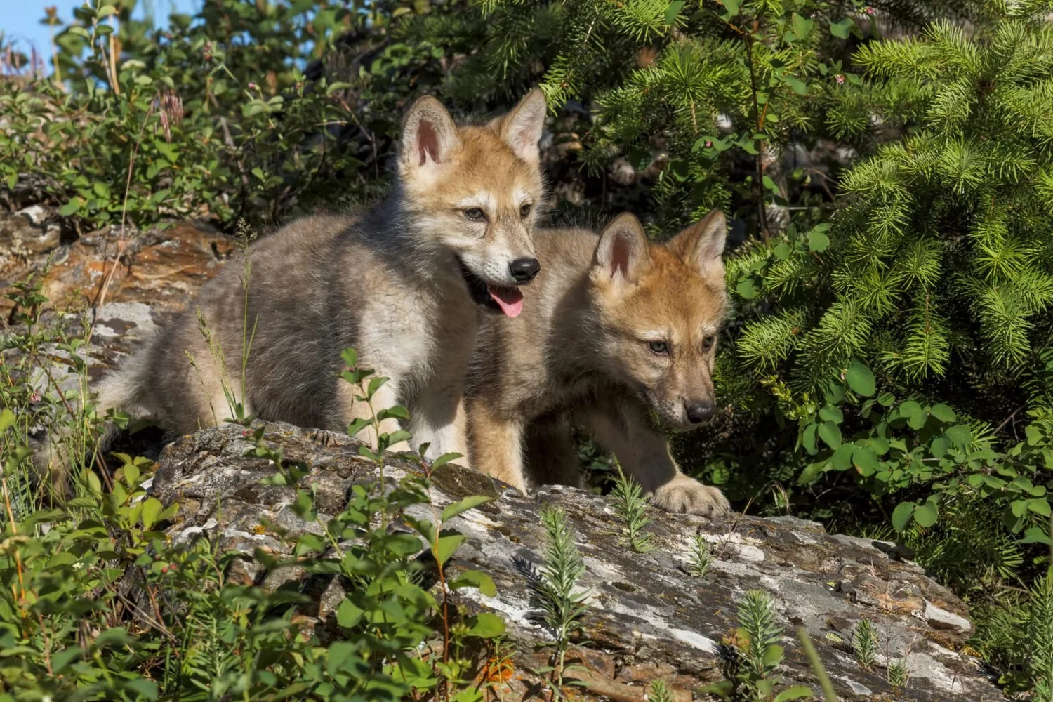 Wolf Trapping and Hunting in Montana to Resume, Judge Rules — Species Unite