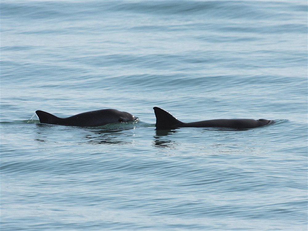 Eight vaquitas left: illegal fishing ‘squeezing the last breaths’ from ...