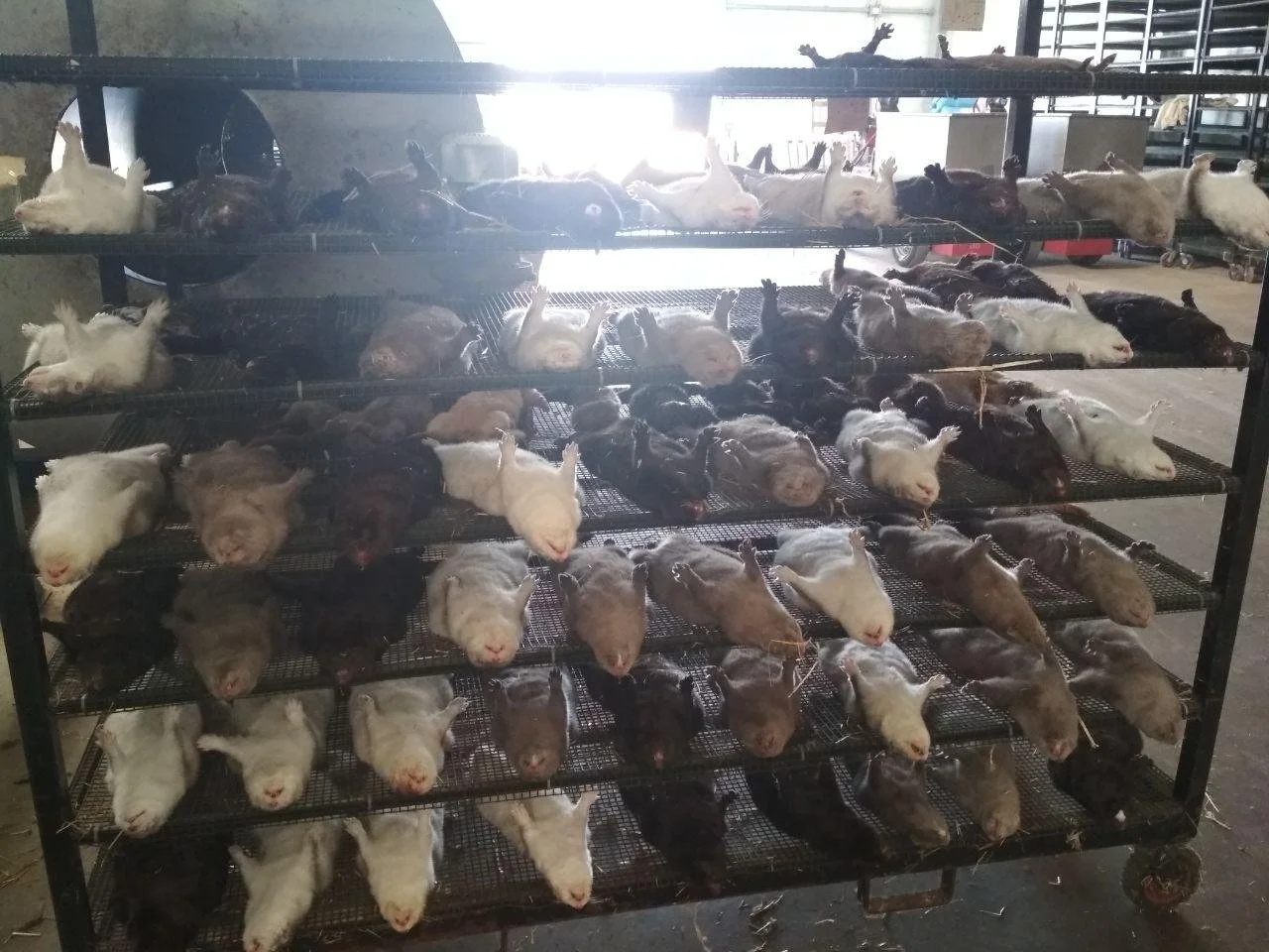 Poland announces “historic” ban on fur farming — Species Unite