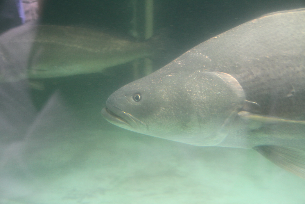 Eight vaquitas left: illegal fishing ‘squeezing the last breaths’ from ...
