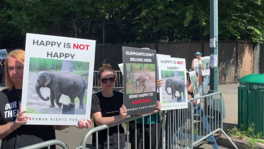 New York City Could Ban Elephant Captivity As Landmark Bill Introduced ...