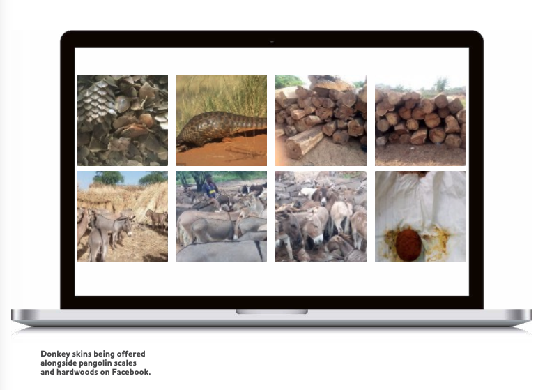 Petition Update: Tanzania Bans the Slaughter of Donkeys for their Skins ...