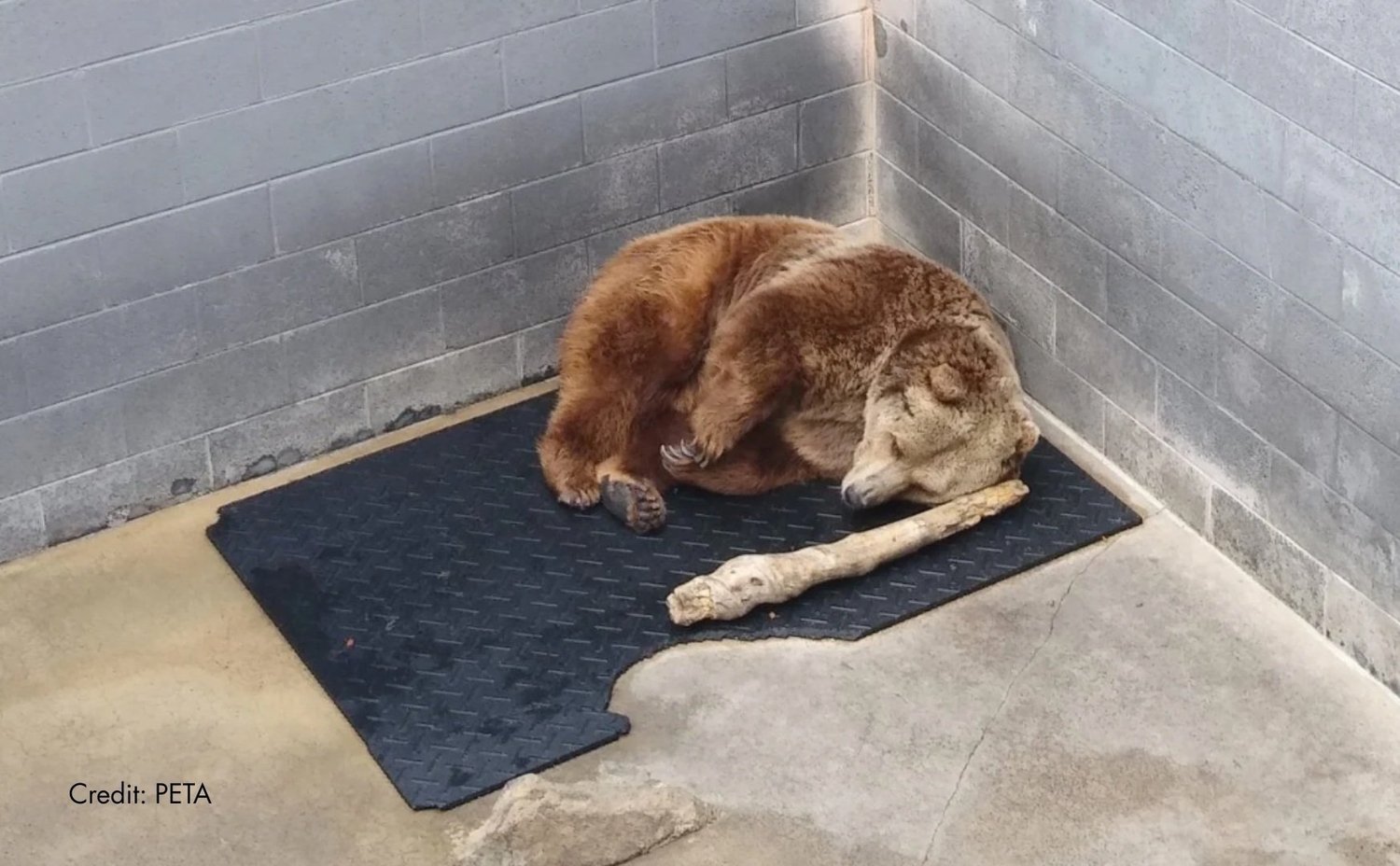 Petitions for Animals — Species Unite