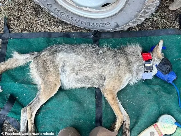 More than $100K reward offered after protected Mexican gray wolf found ...