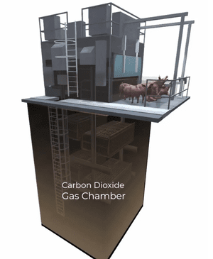 America’s “Gas Chambers” for Pigs Revealed in Unprecedented Undercover ...