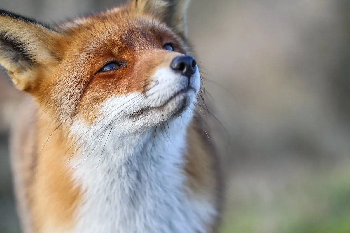 Fur is Dead. So Why Hasn't Max Mara Banned It Yet? — Species Unite