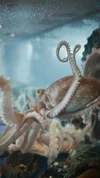 Progress for Octopuses! New York State Legislature Passes Octopus ...