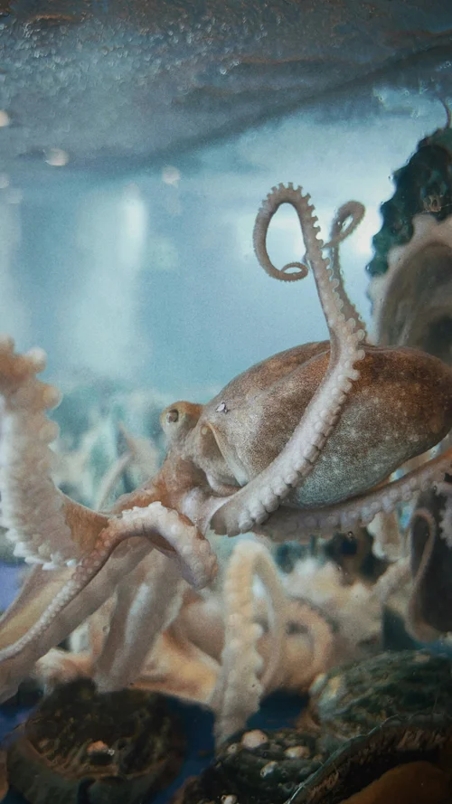 Progress for Octopuses! New York State Legislature Passes Octopus ...