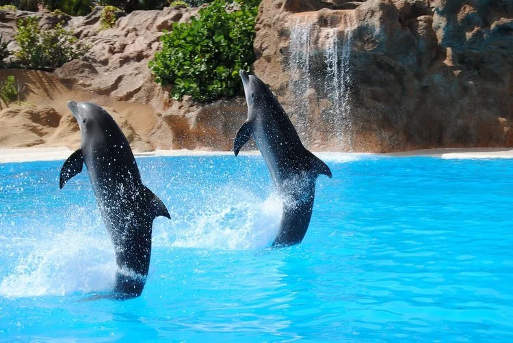 SeaWorld Opens Its First ‘Orca-Free’ Location - But Keeps Dolphins ...