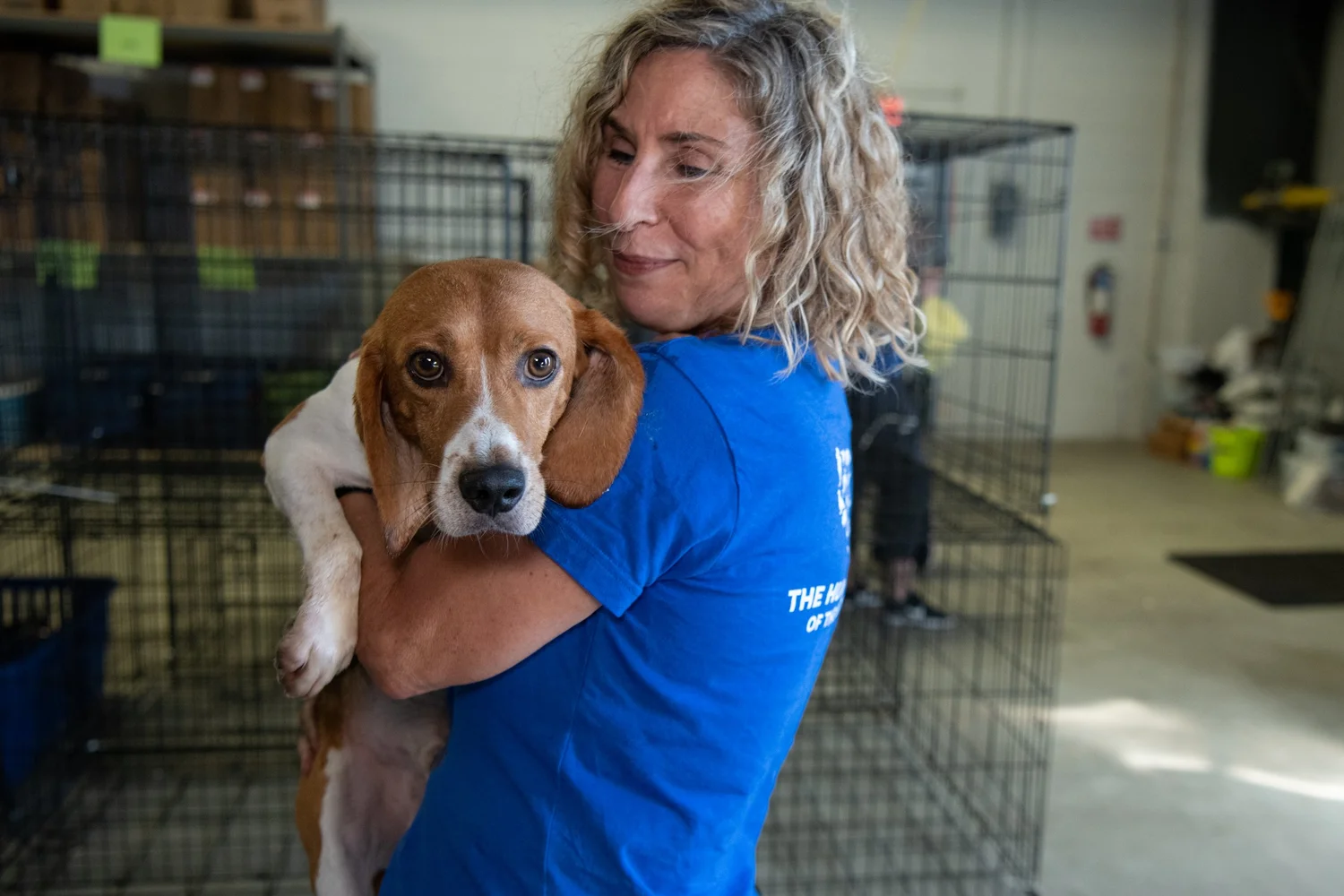 Beagle testing breeder Envigo pleads guilty to mistreatment and fined ...