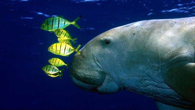 Dugong Functionally Extinct in China, Study Finds — Species Unite