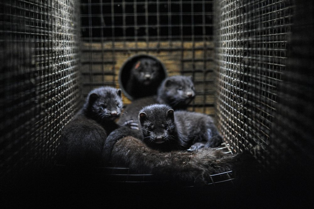 Fur ban and slaughterhouse ban proposals rejected in Denver — Species Unite
