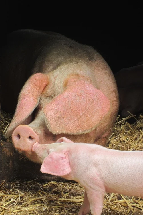 Progress: Ohio Takes an Important Step to Improve Welfare for Farmed ...