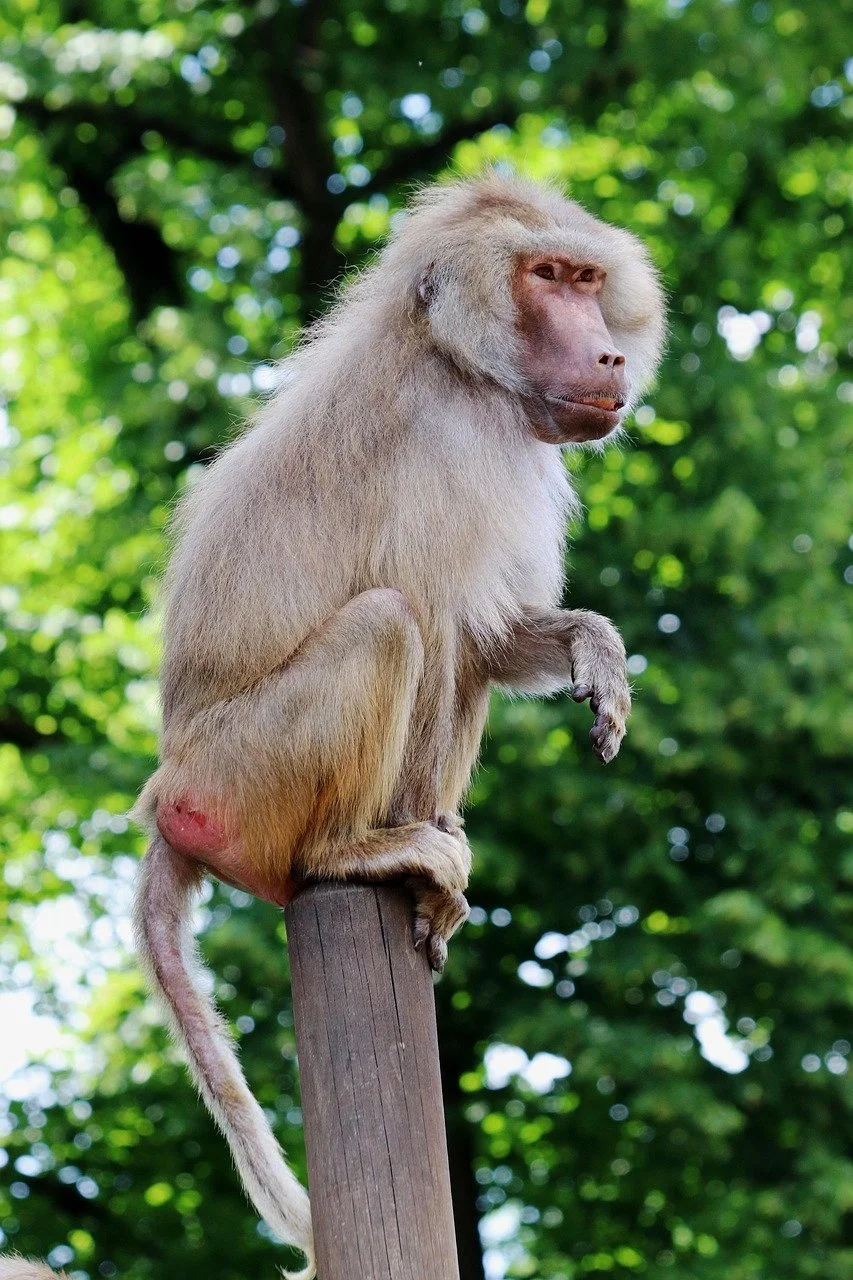 Freedom at Last: Five Monkeys Rescued from Cruel Roadside Zoo Find ...