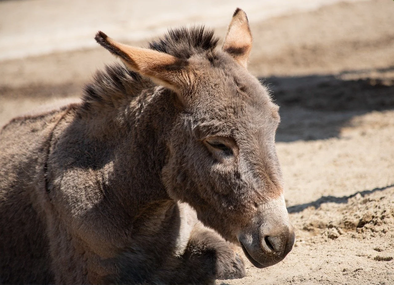 Donkey Skin Trade a ‘Ticking Time Bomb’ for Spread of Deadly Diseases ...