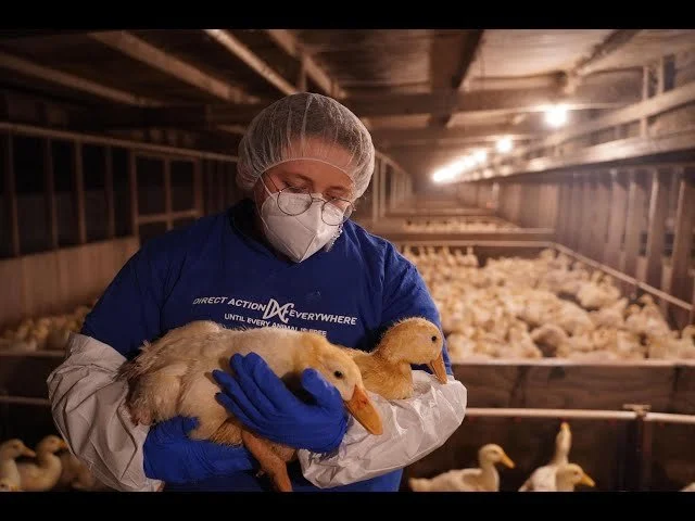 Animal Activist Found Guilty in Landmark Open Rescue Case — Species Unite