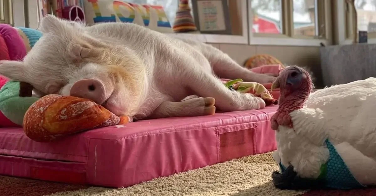 Esther the Wonder Pig Has Passed Away — Species Unite