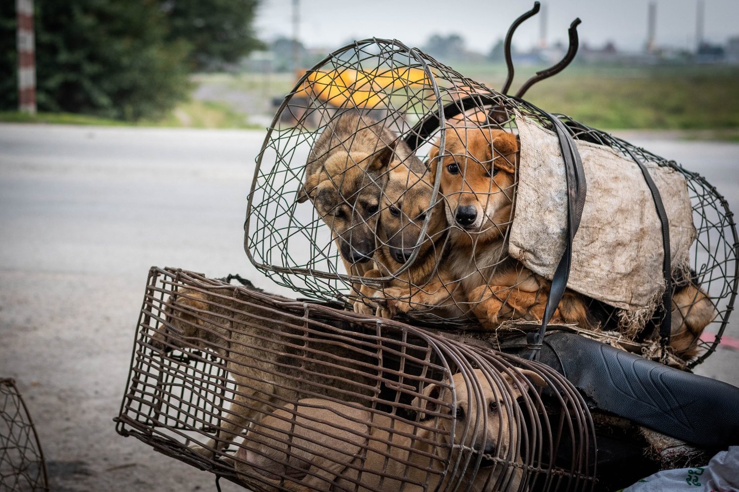 Owner of Dog Slaughterhouse in Vietnam Closes Business For Good After ...