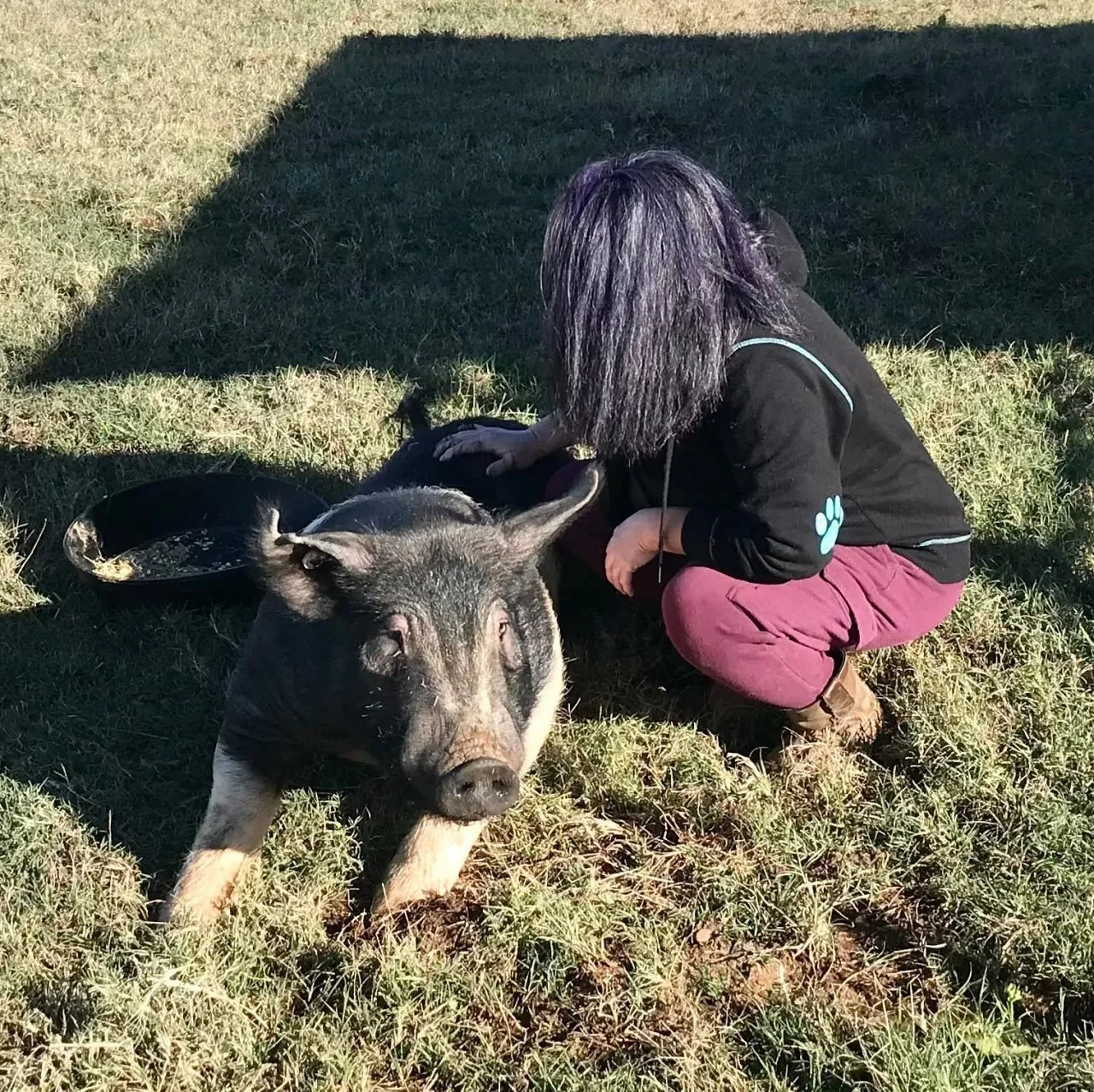 Why farm sanctuaries are essential to changing the world for animals ...