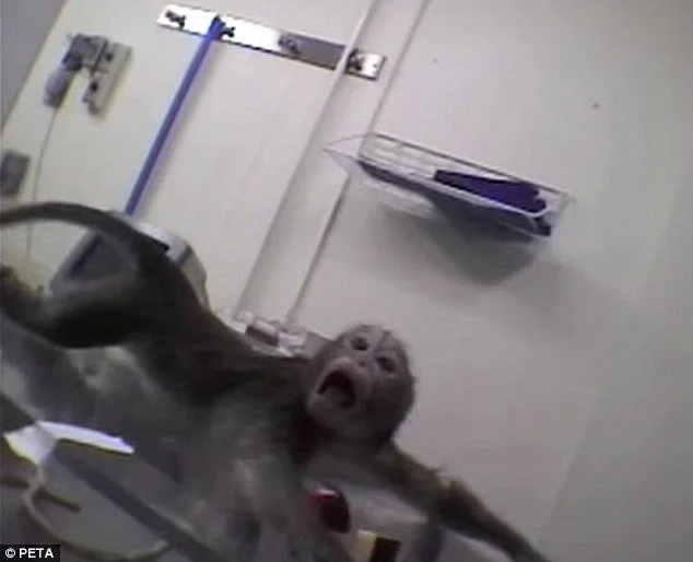 Medical Research Pushes The Long-Tailed Macaque into the Category of ...