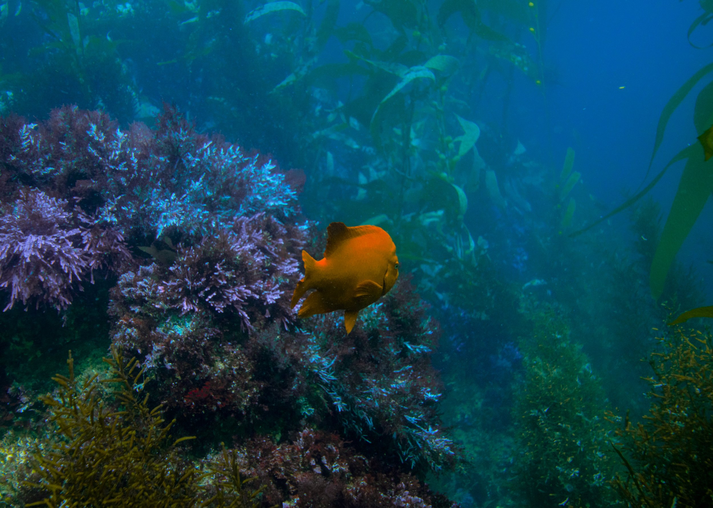 Why our oceans matter and how you can help — Species Unite