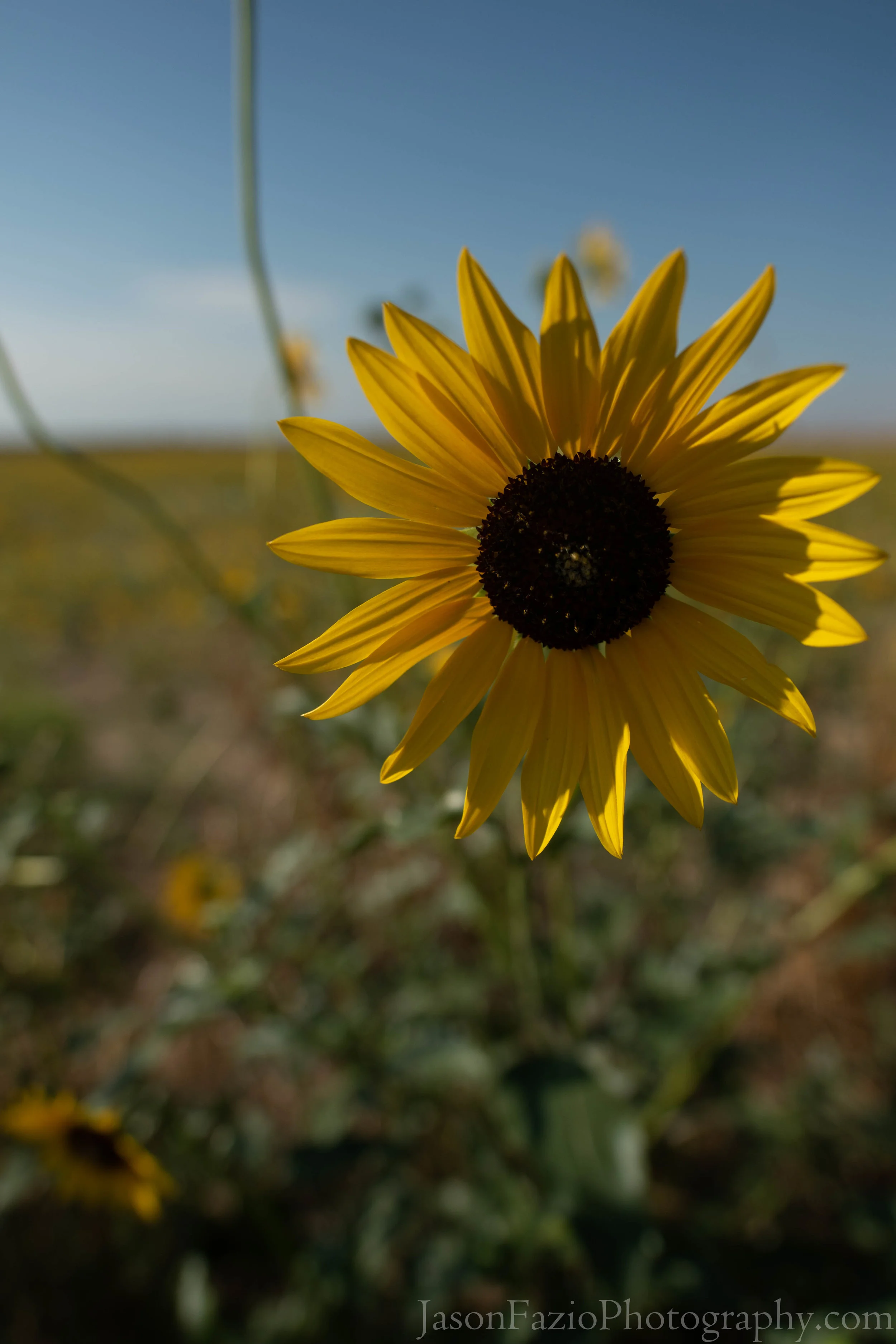 Jason Fazio Photography — Sunflowers of Colorado