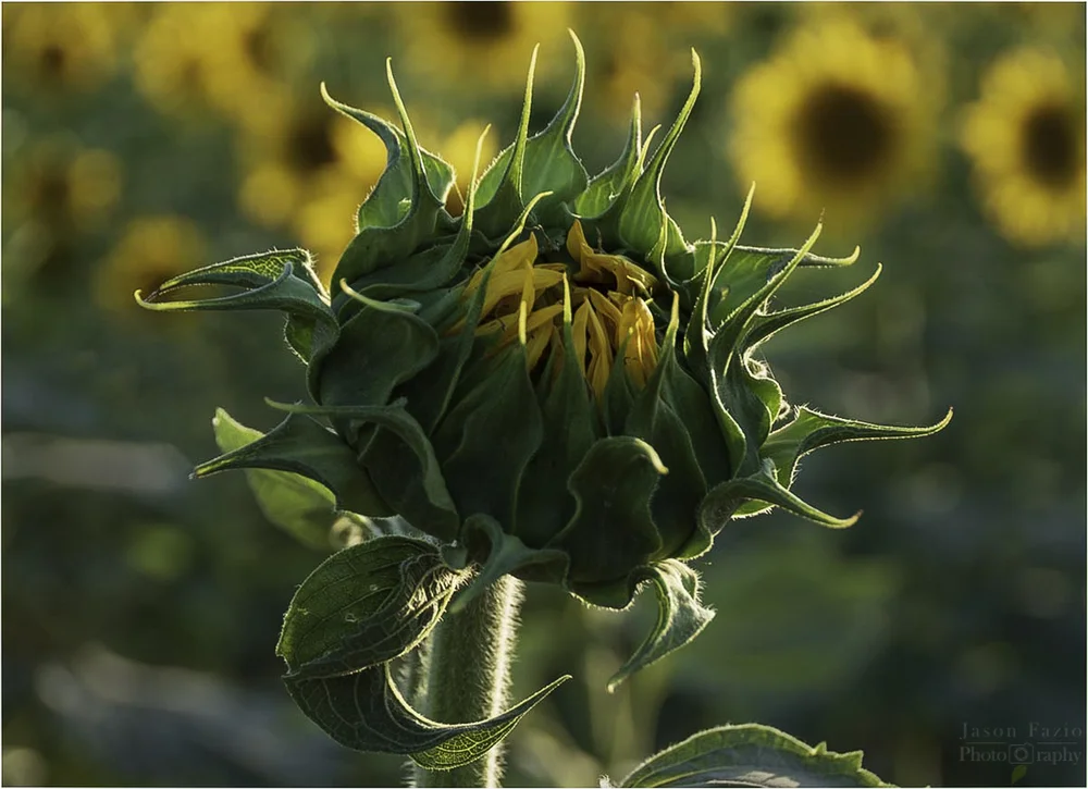 Jason Fazio Photography — Sunflowers of Denver