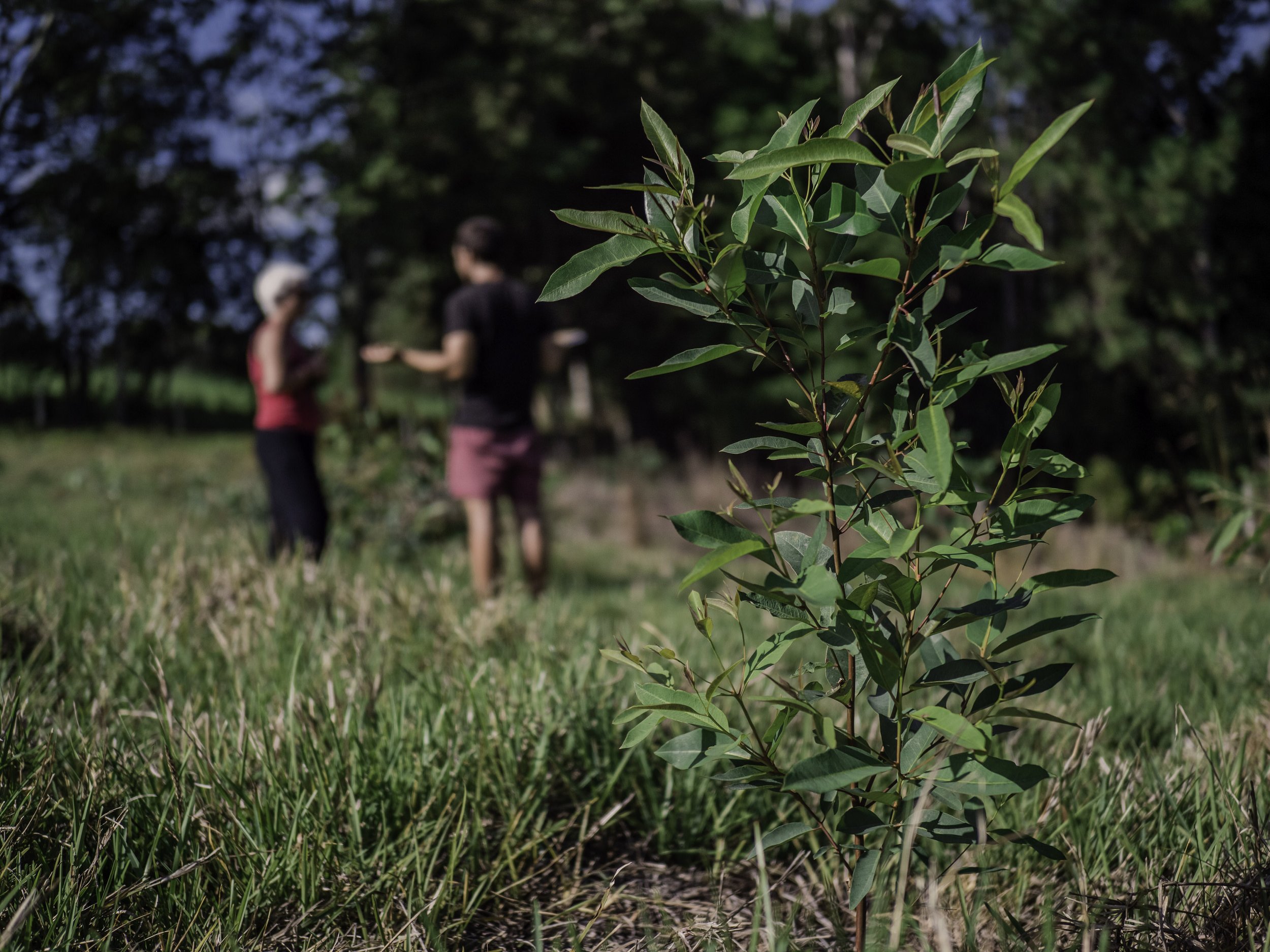 Ingrained Foundation