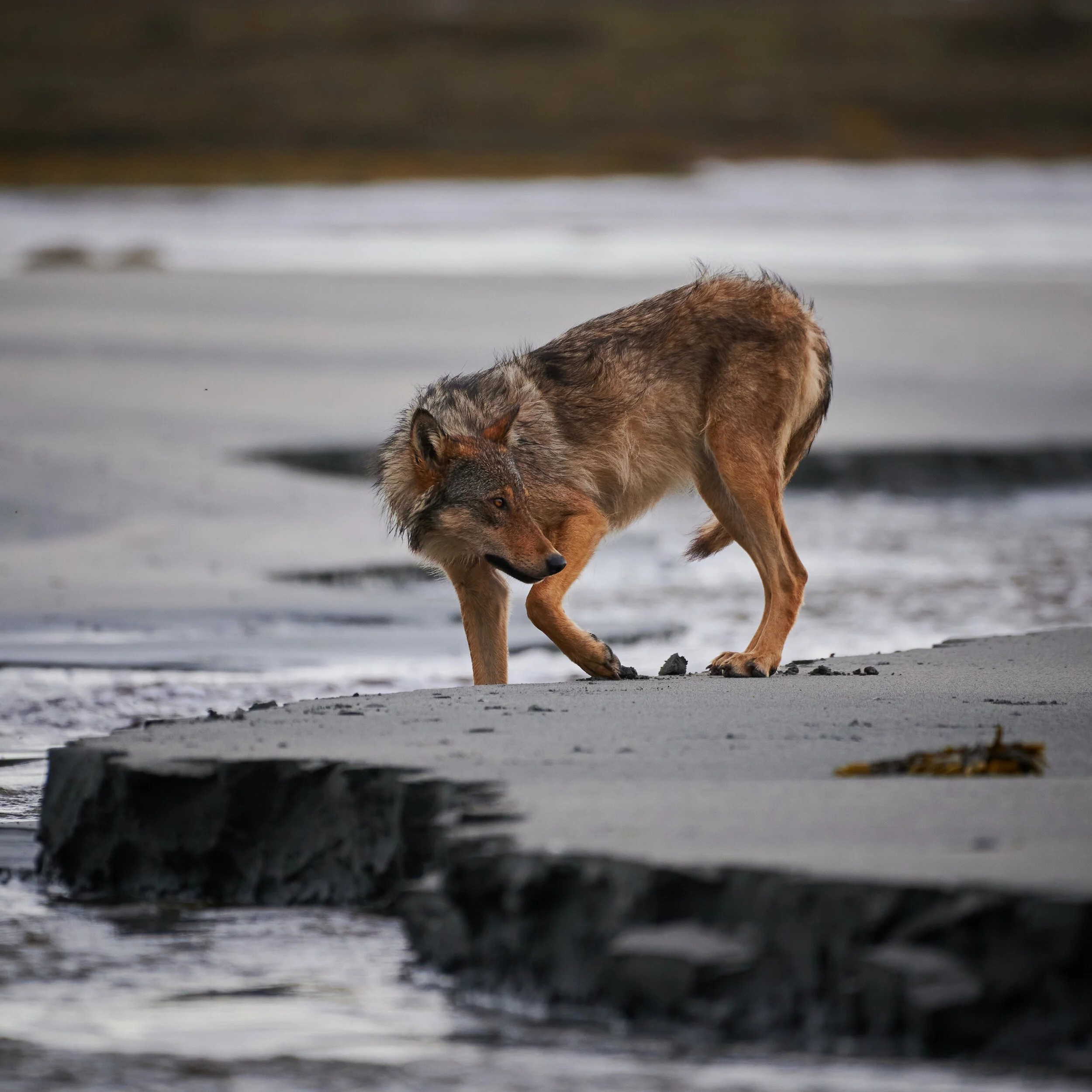 Photo Tours — Seaforth Expeditions