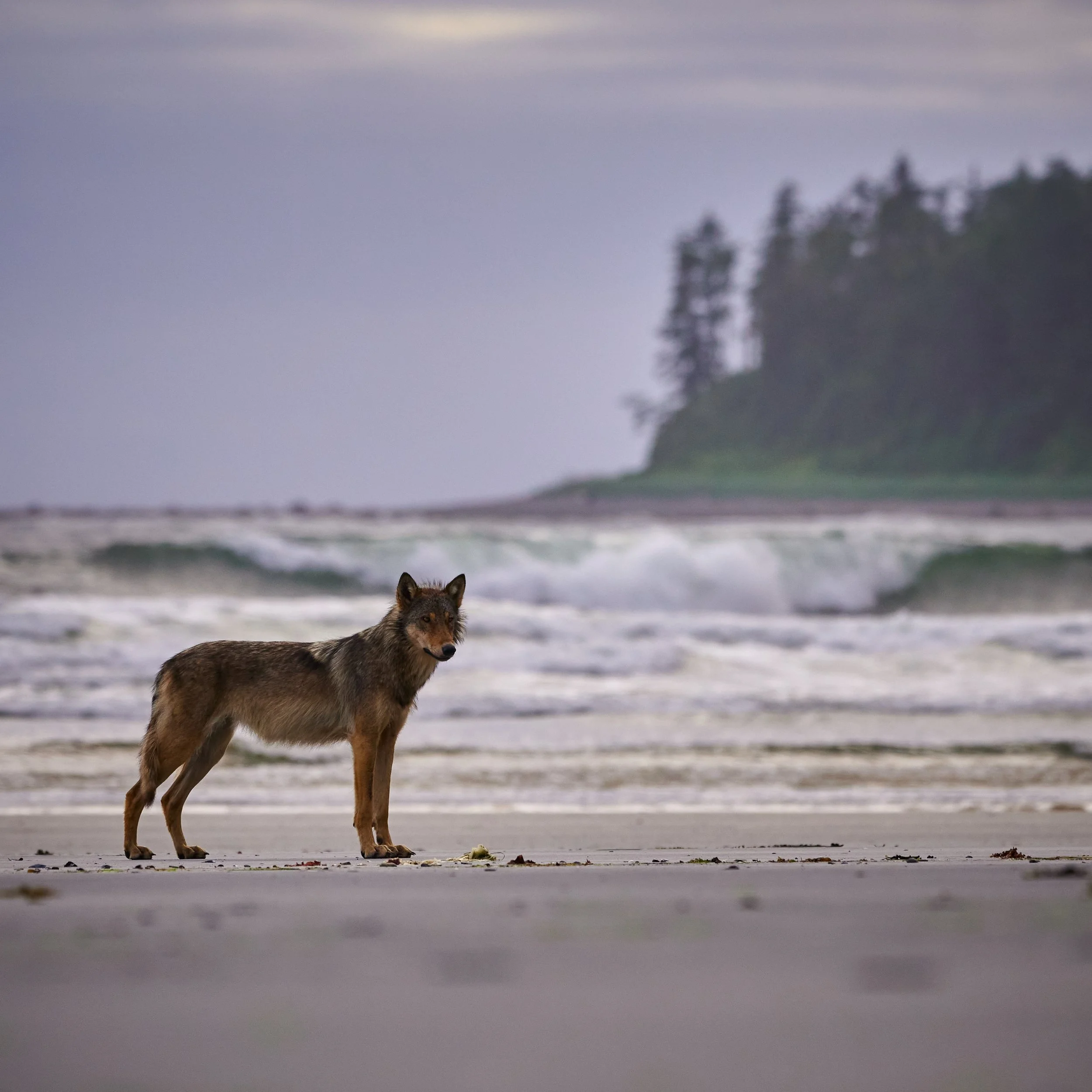 Sea Wolf and Wildlife Photography Tours — Seaforth Expeditions