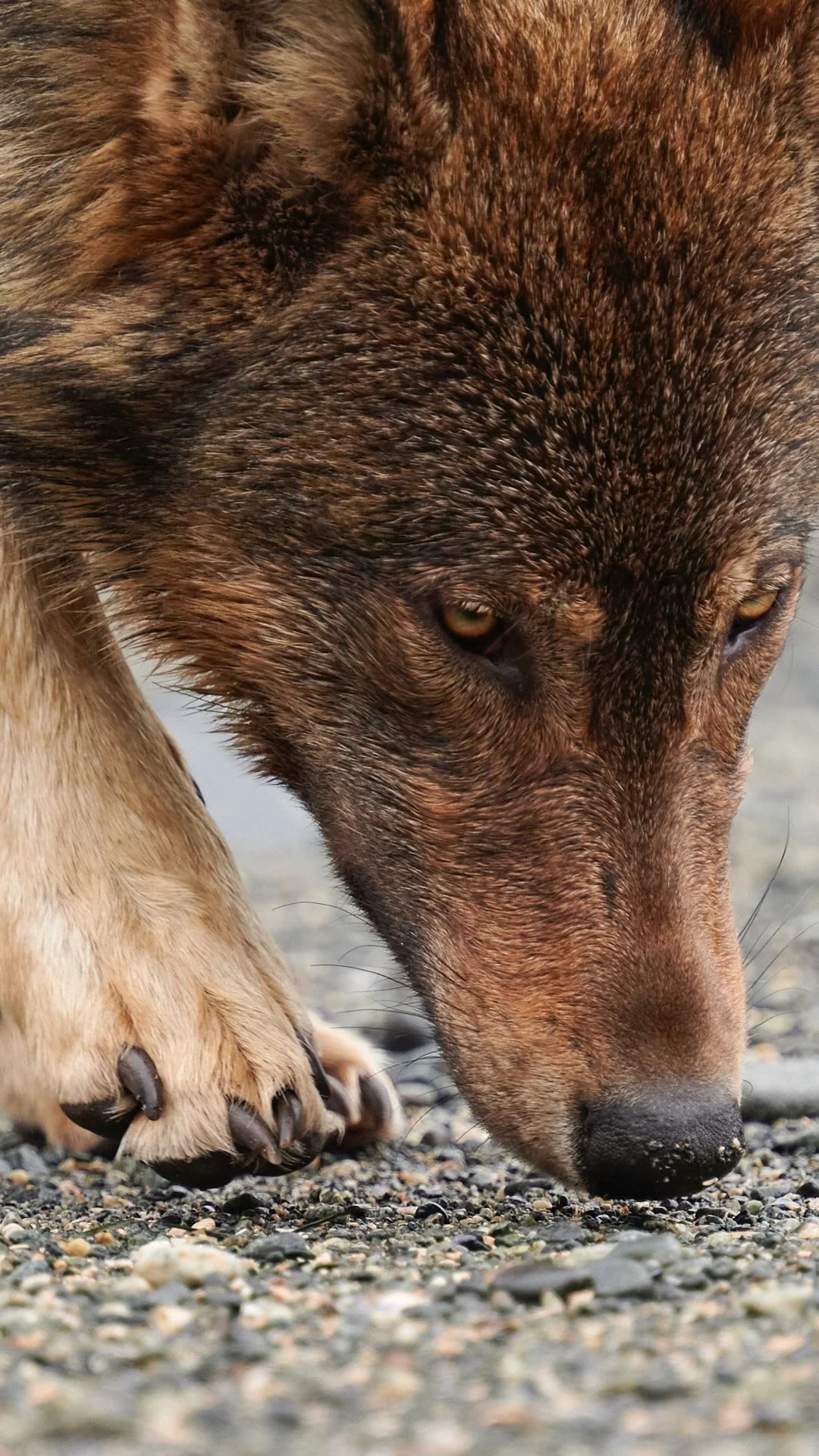 Sea Wolf and Wildlife Photography Tours — Seaforth Expeditions