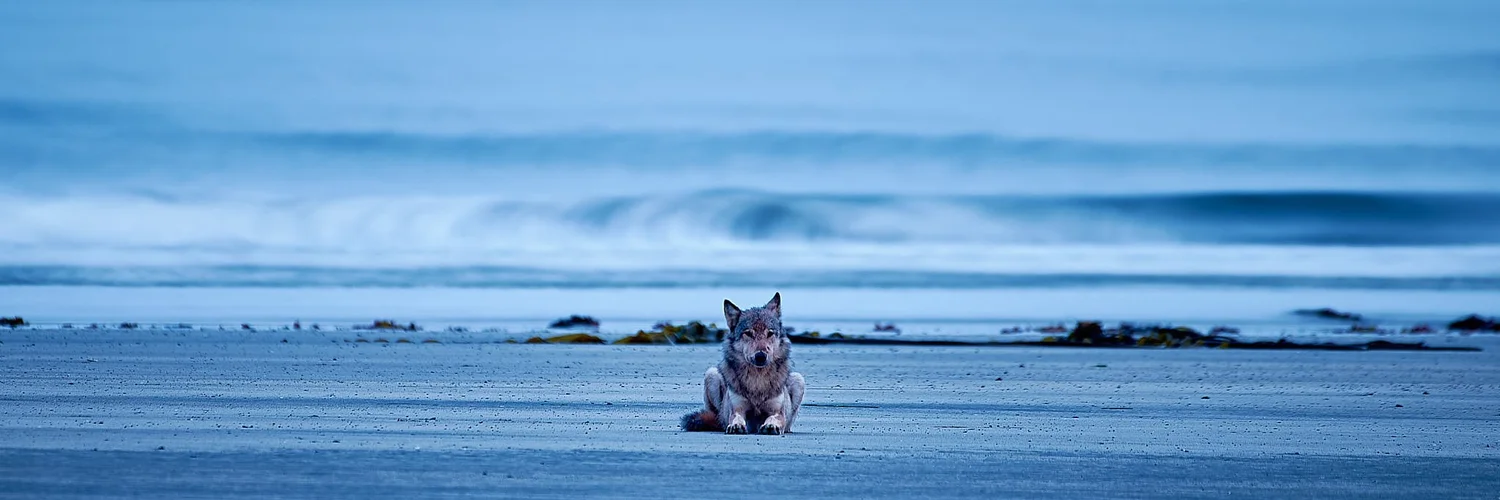 Wildlife Photography and Sea Wolf Tours on Vancouver Island