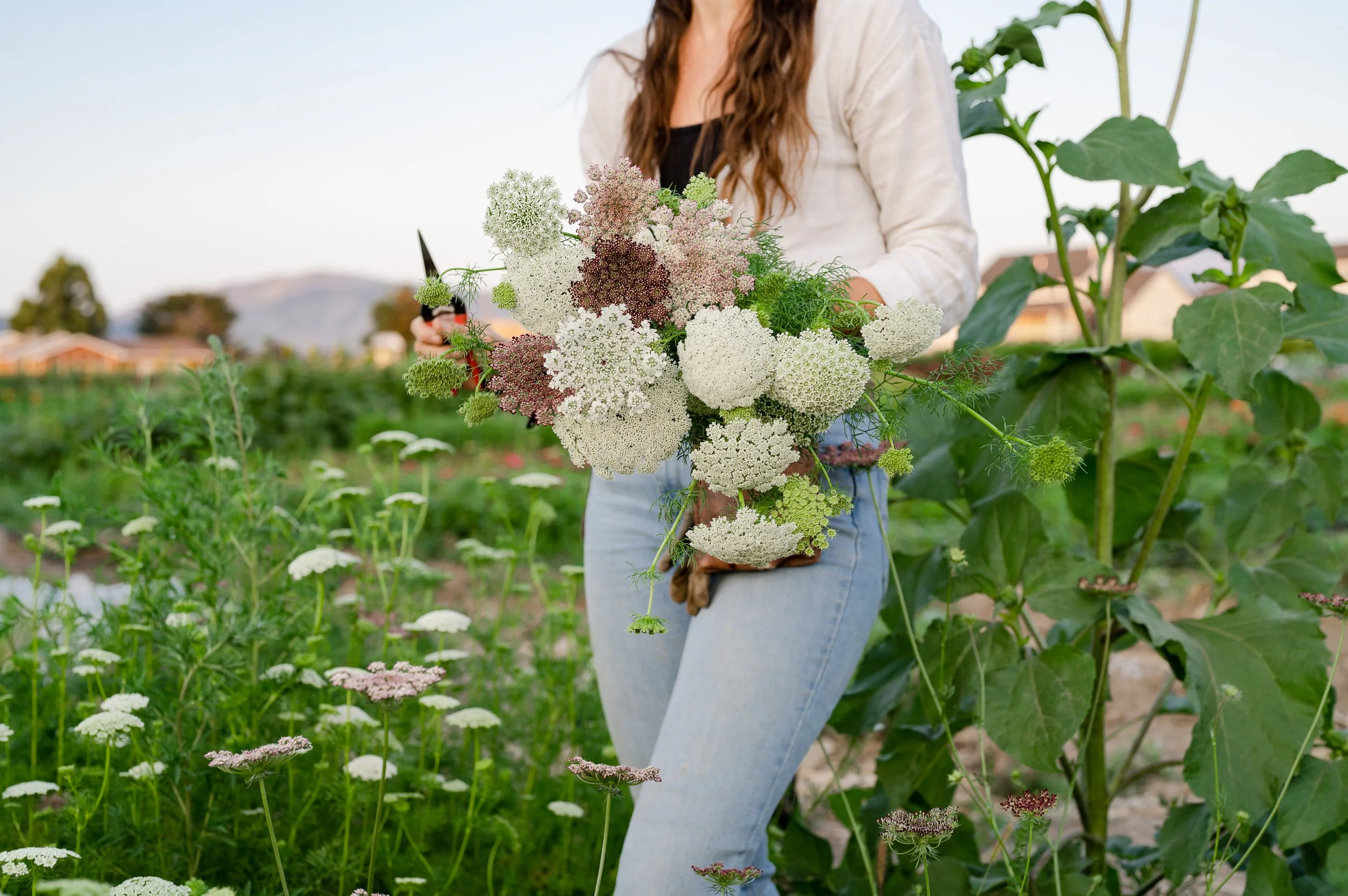 5 Cold Loving Flowers to Grow in Utah — Wasatch Blooms