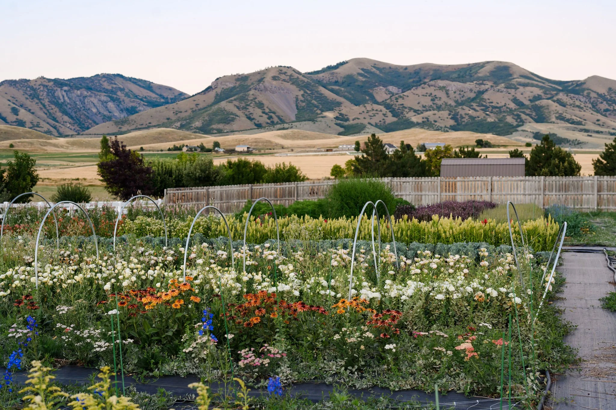 Summer Flower Share — Wasatch Blooms