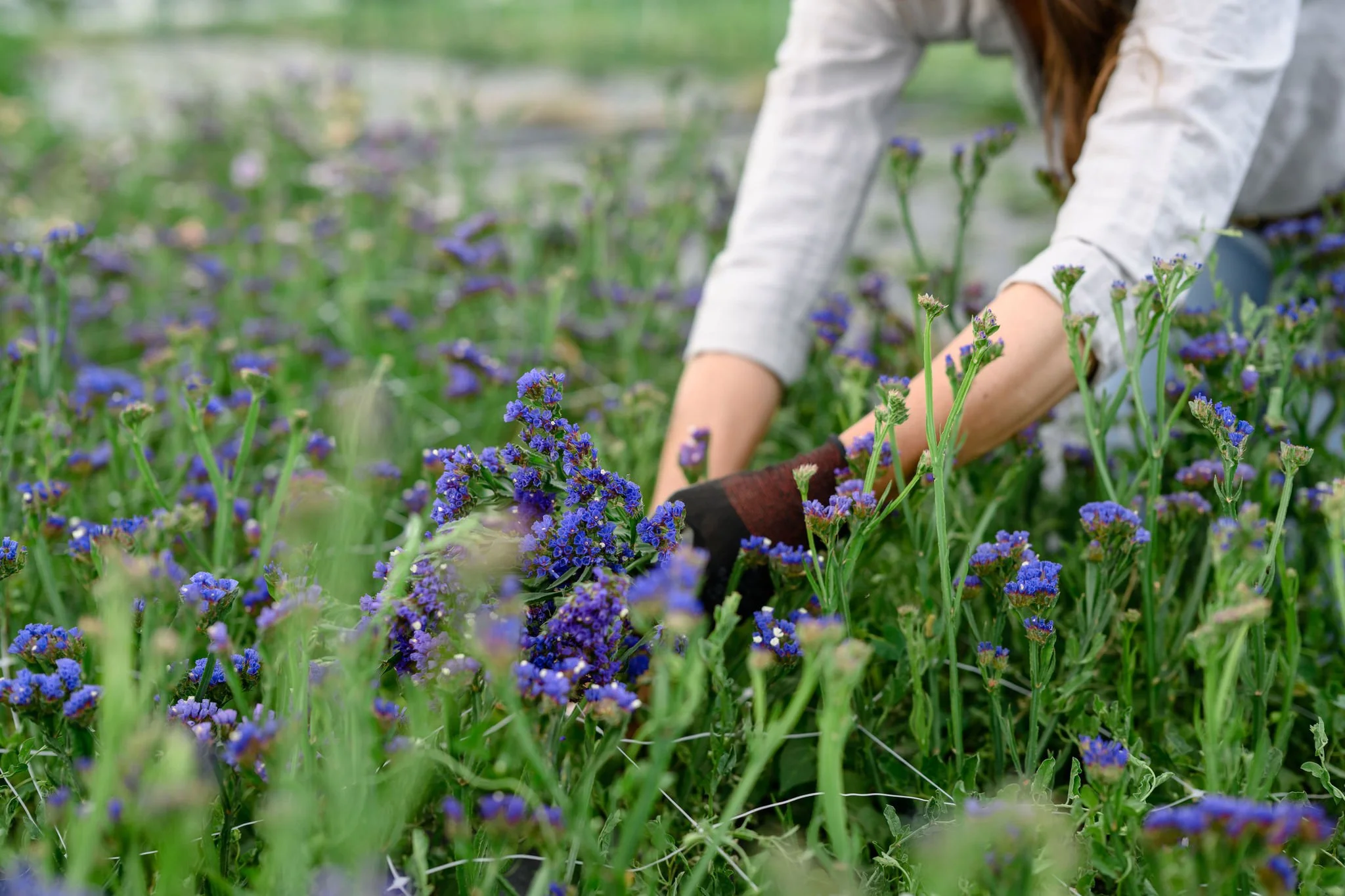 Summer Flower Share — Wasatch Blooms