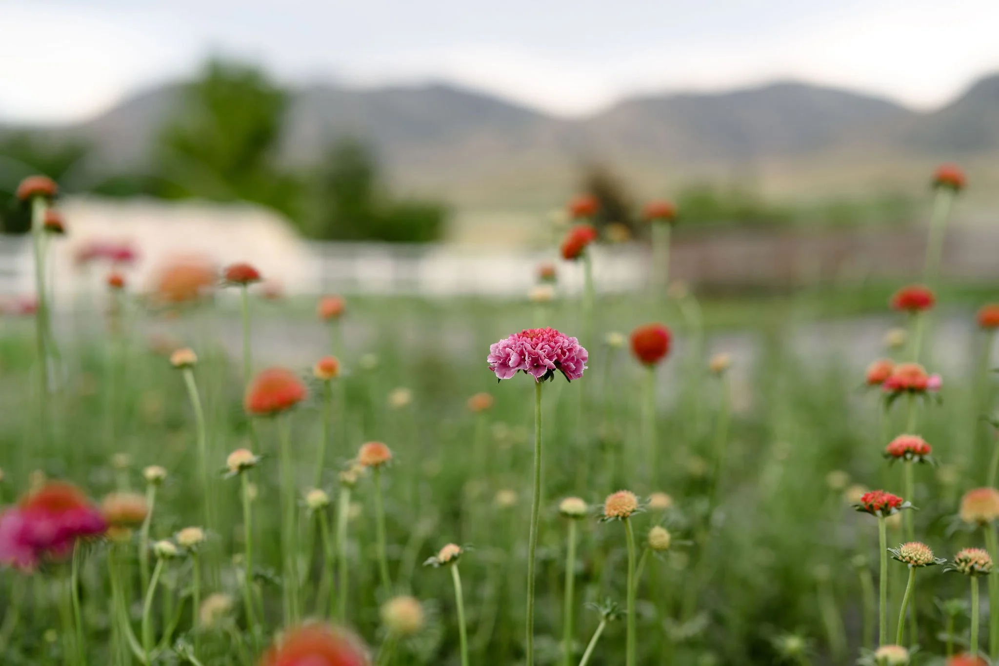 Summer Flower Share — Wasatch Blooms