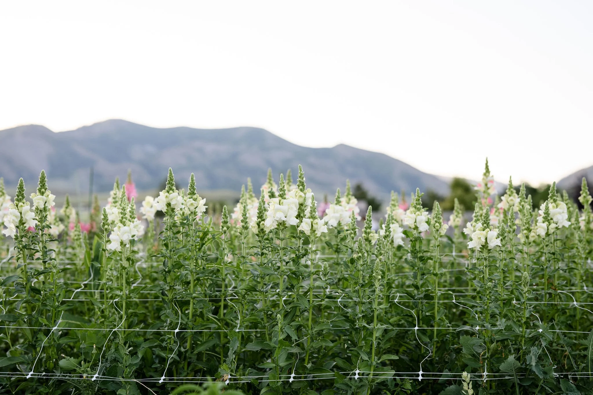 Summer Bouquets — Wasatch Blooms