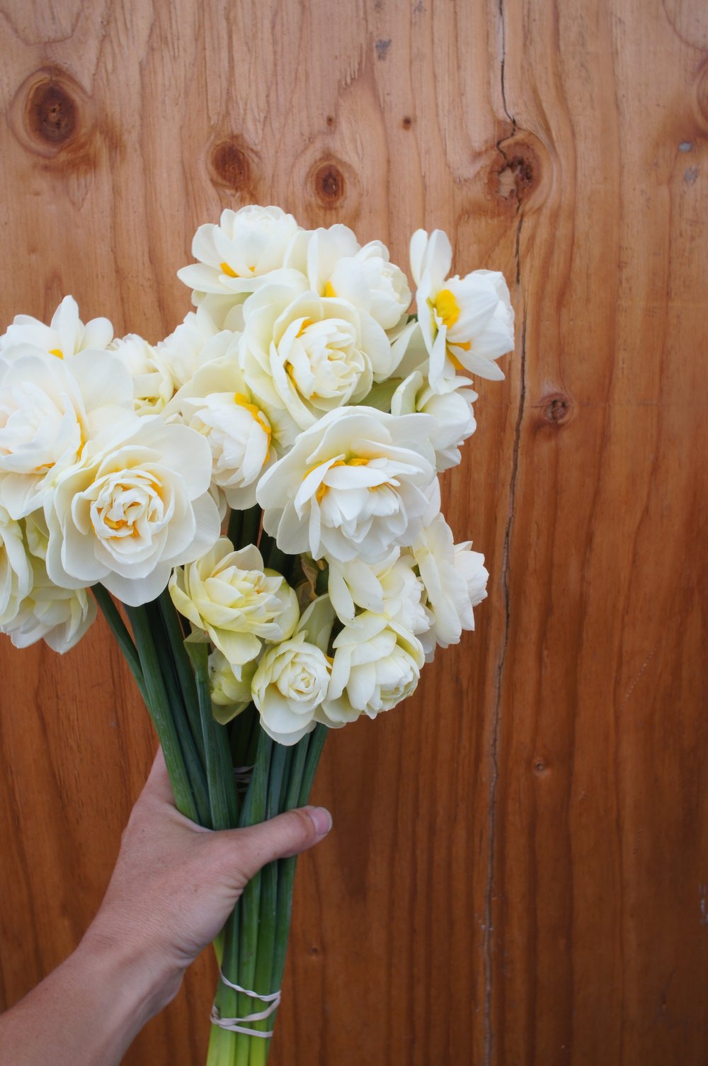 Planting Daffodils — Wasatch Blooms