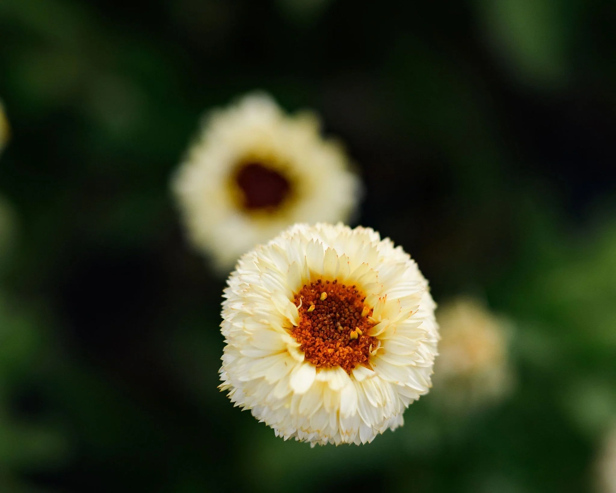 5 Cold Loving Flowers to Grow in Utah — Wasatch Blooms