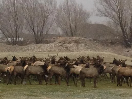 Home [www.daltonranch.com]